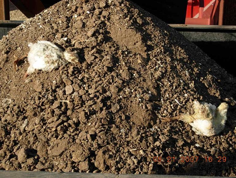 Frye Fuel Pile with Birds - Coaltec EnergyCoaltec Energy